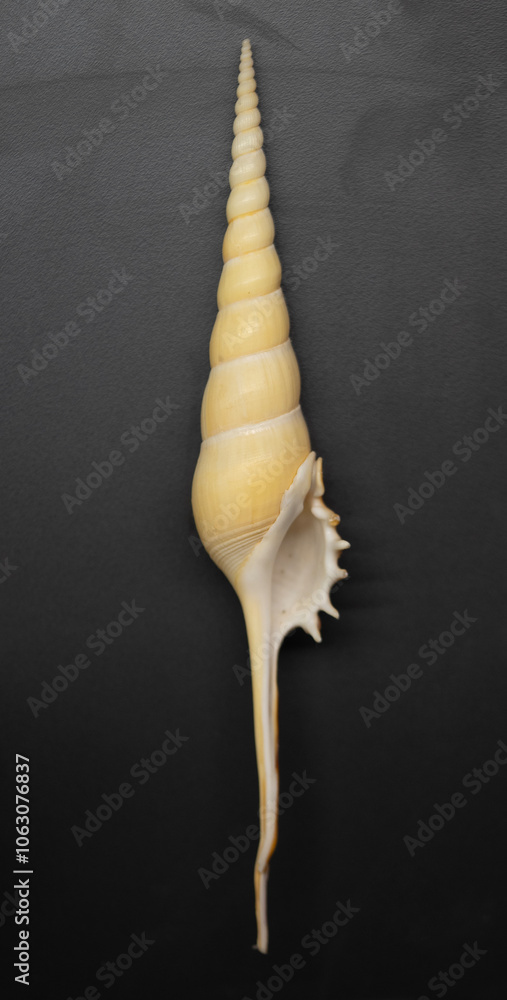 Tibia fusus. Sea shells. Undersea Animals. Tibia Fusus sea shells ...
