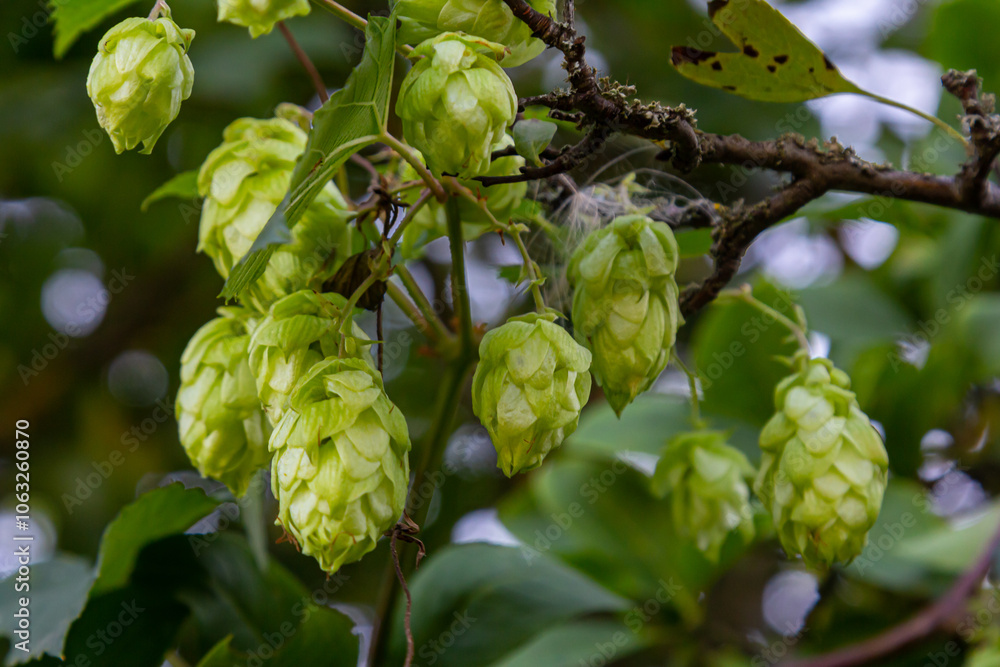 Hops flowers, of the hop plant Humulus lupulus, for beer production ...