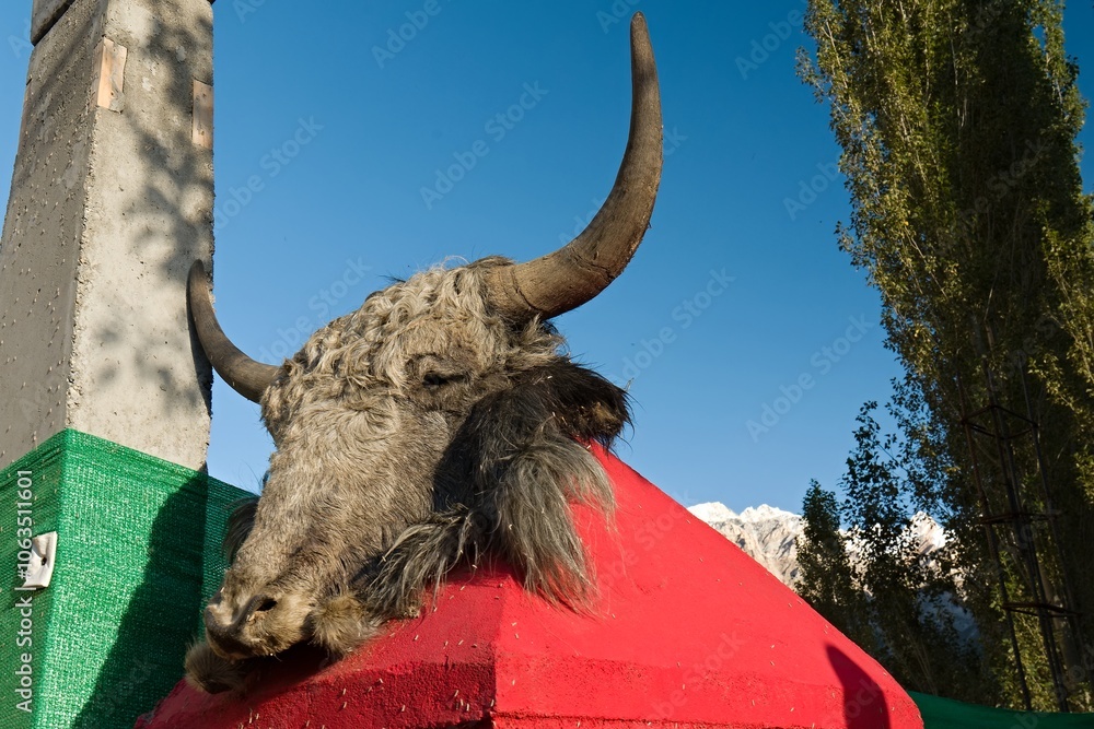 Yak head in Askole village, Gilgit-Baltistan region. Pakistan. Asia ...