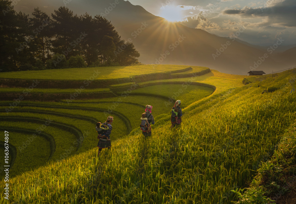 Hmong women walk through golden terraced rice fields at sunset in ...