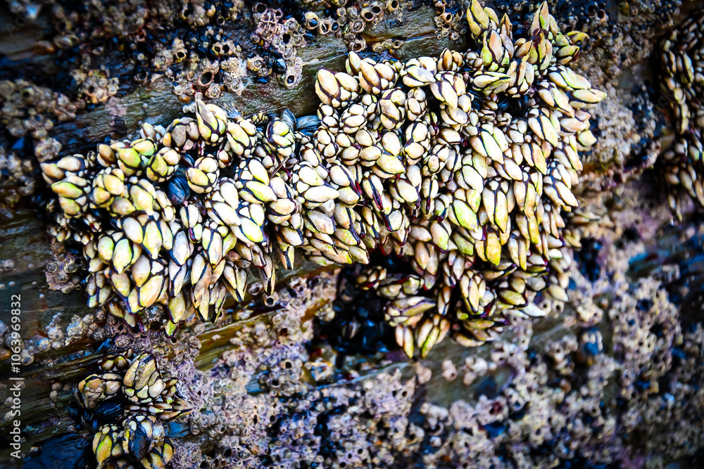 cluster of barnacles clinging to the rock Stock Photo | Adobe Stock