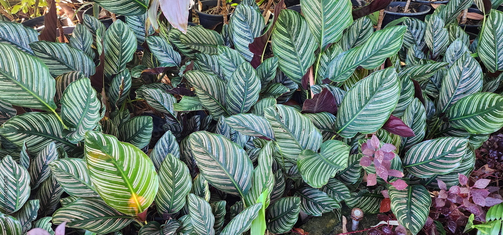 CALATHEA ORNATA or Calathea cv. Sanderiana. Upper leaves dark green ...