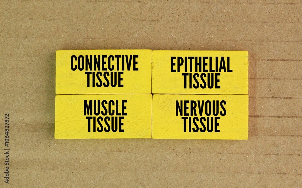 yellow wood with the words connective tissue, epithelial tissue, muscle ...