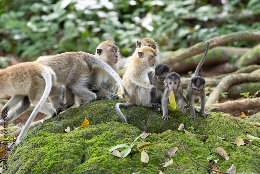 Long tailed Macaque family grooming each other in Penang Hill Malaysia. Macaca fascicularis The ...