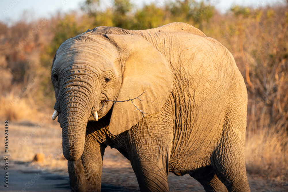 The African bush elephant, Loxodonta africana, also known as the ...