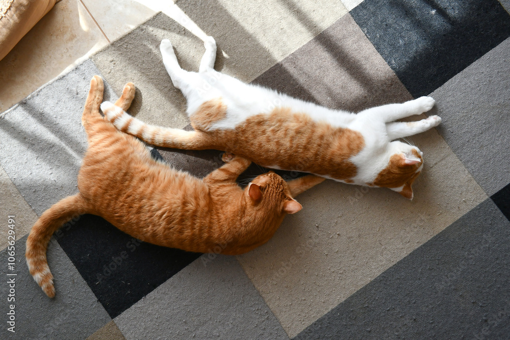 Cats sleeping on the old rug. Friendship, love and best friends concept ...