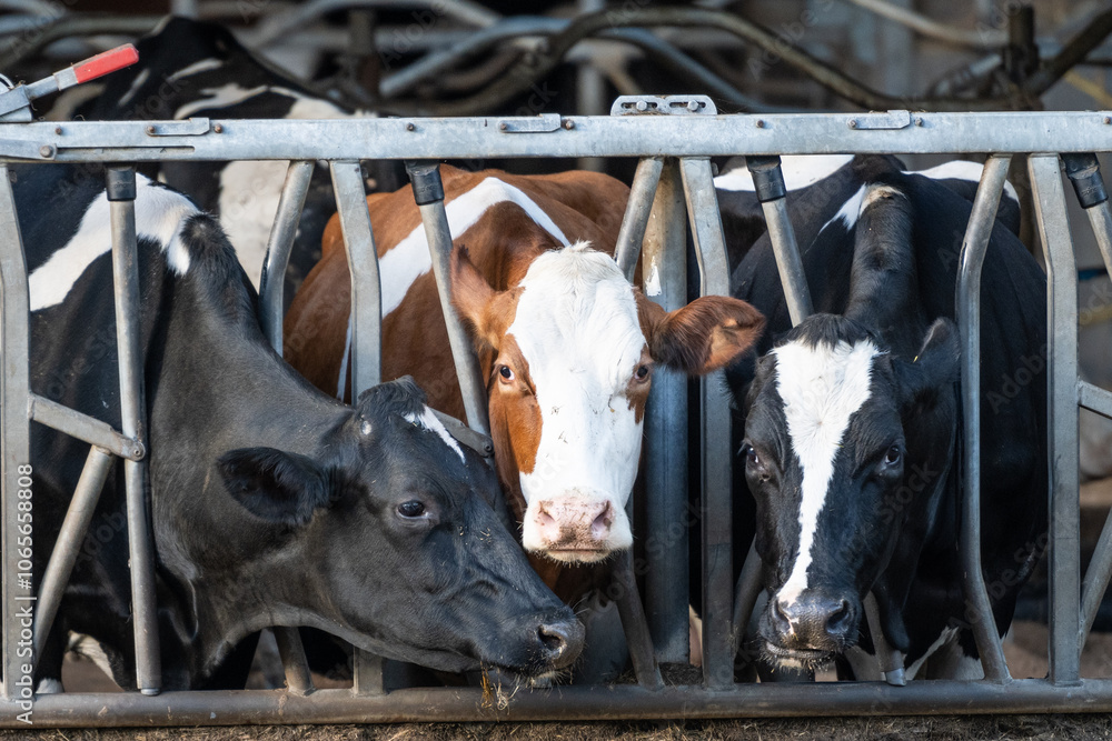 cows farmyard animals locked in a corral, cow pen enclosure for ...