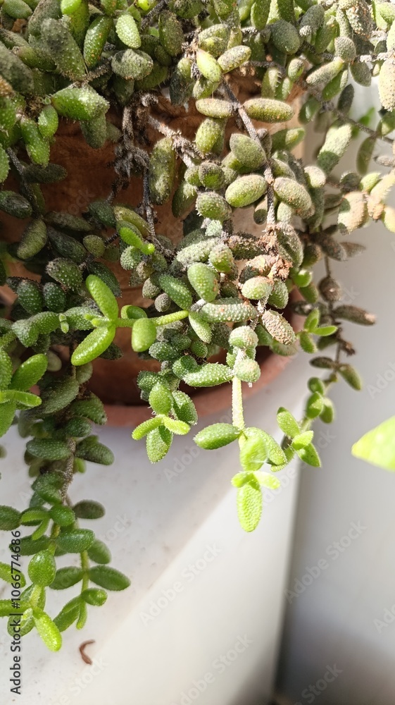 Poster Pickle plant, Délosperma hirsute - Delosperma echinatum ...