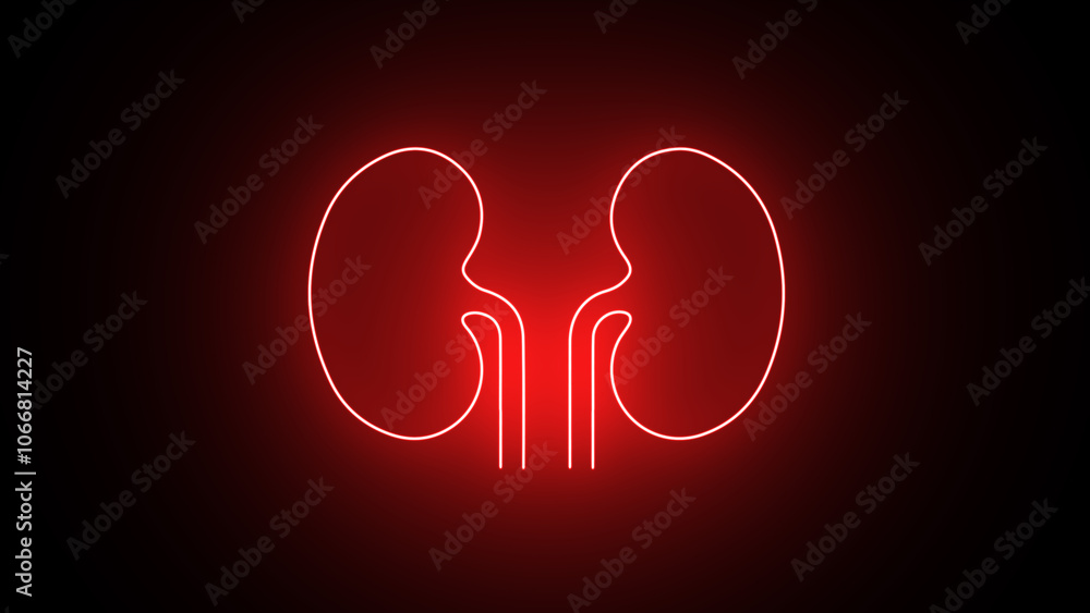 a Human Kidney: Detailed Cross-Section Showing Blood Vessels, Urinary ...