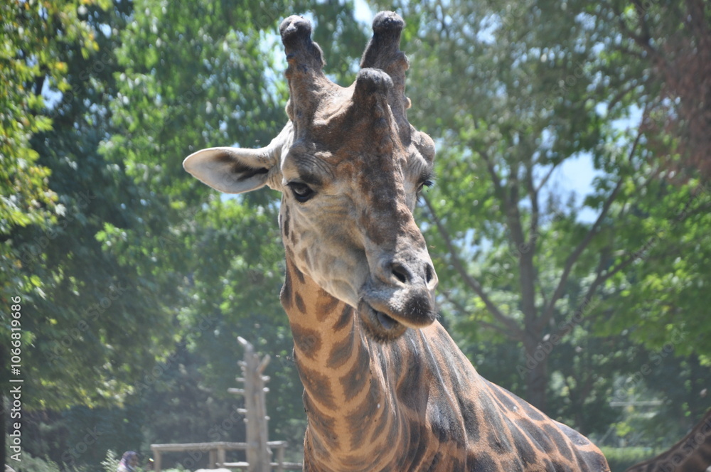 Poster Large red spotted giraffe. African giraffes – Wall Art | UkPosters