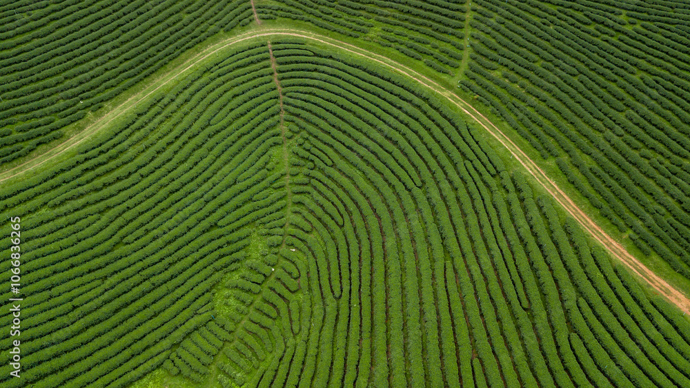 Aerial view of green tea plantation ecological tea garden green tea ...