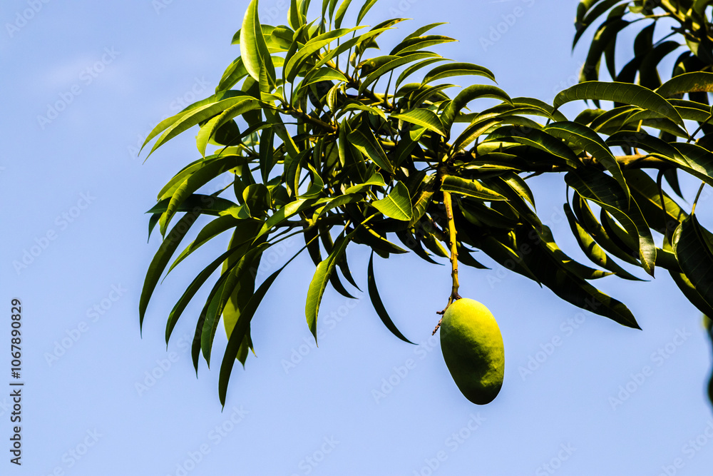 Mango is the fruit of the mango tree (Mangifera indica L.), a fruit ...
