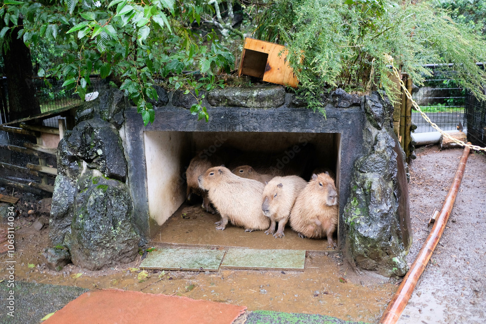 a group of capybaras are hiding below the shelter because of the rainy ...
