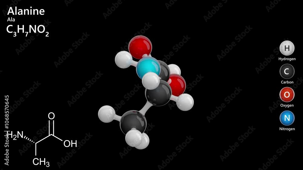 Alanine or Ala. Non-essential amino acid. Animated 3D model of a ...
