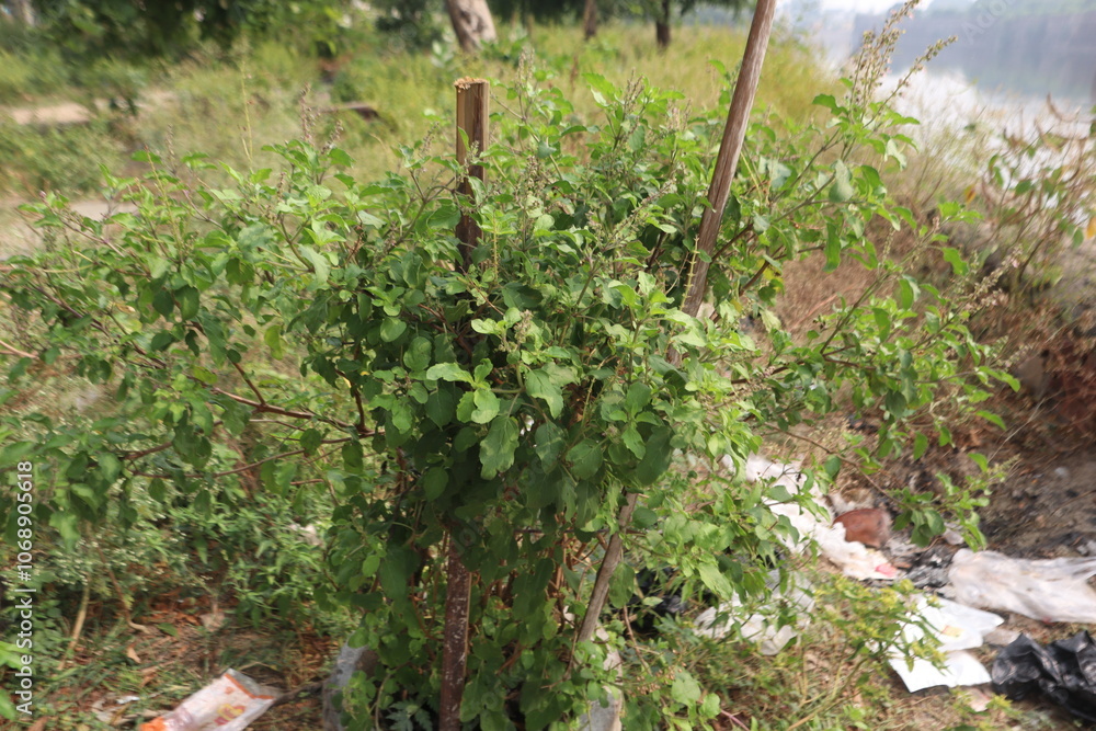 Sacred Indian Tulsi plant with vibrant green leaves, known for its ...