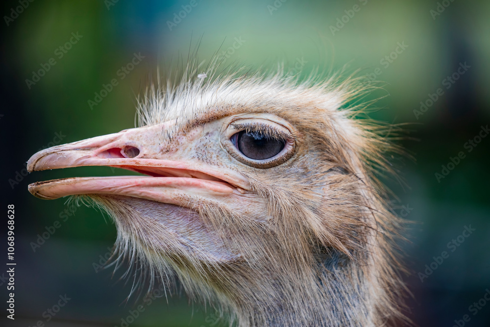 The ostrich (Struthio camelus) is the largest and heaviest living bird ...