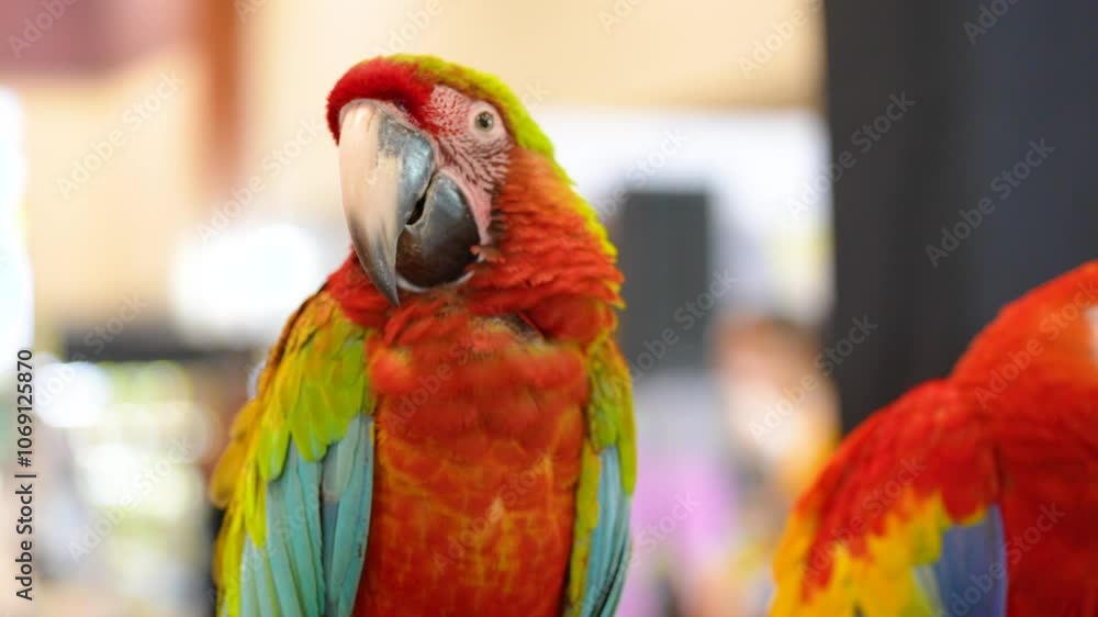 Calico Macaw hybrid macaw greenwing with military macaw free flying ...