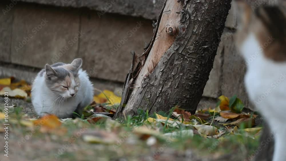 Calico Cat Outdoors with Alert Expression. Close-up of a calico cat ...
