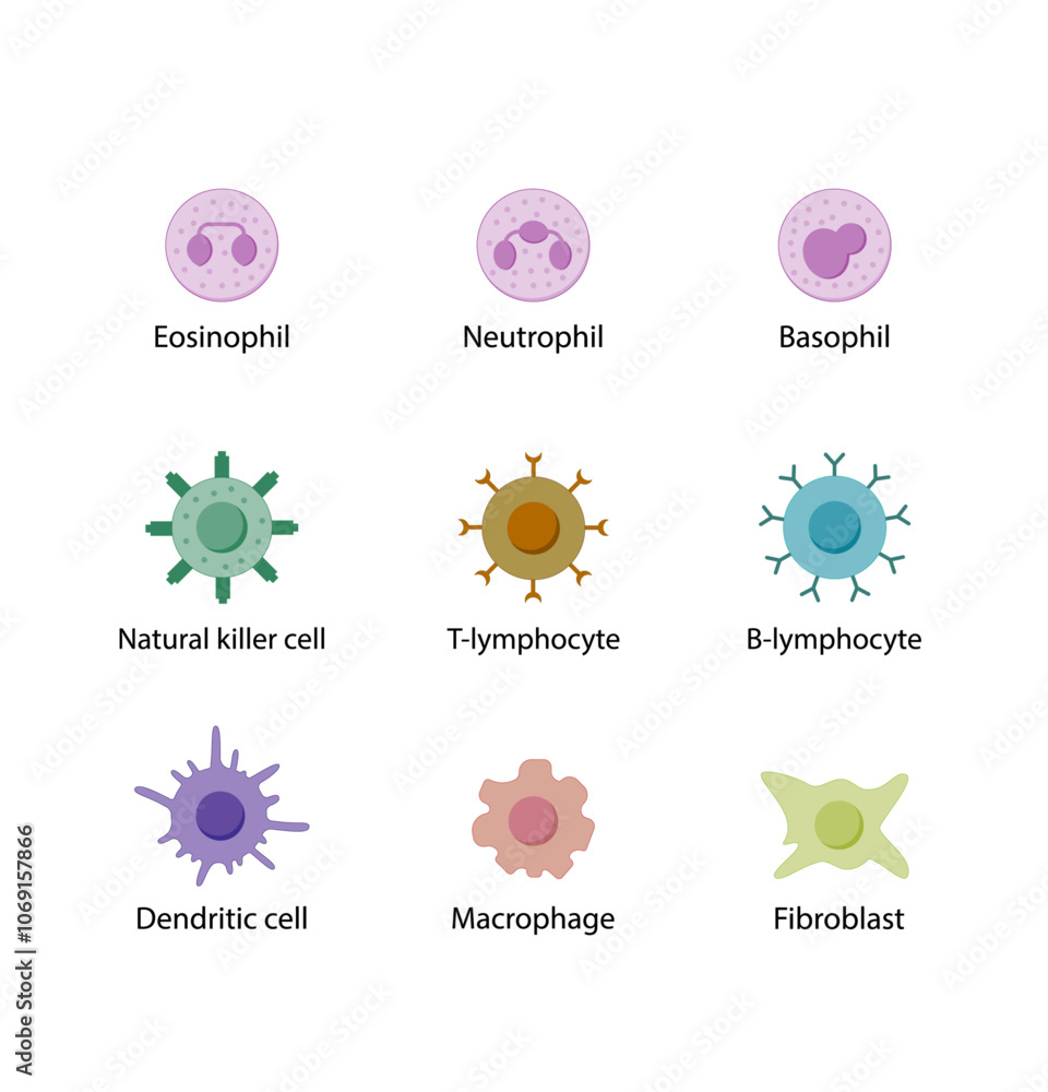 Cells of the innate and adaptive immune system, Hematopoiesis cell type ...