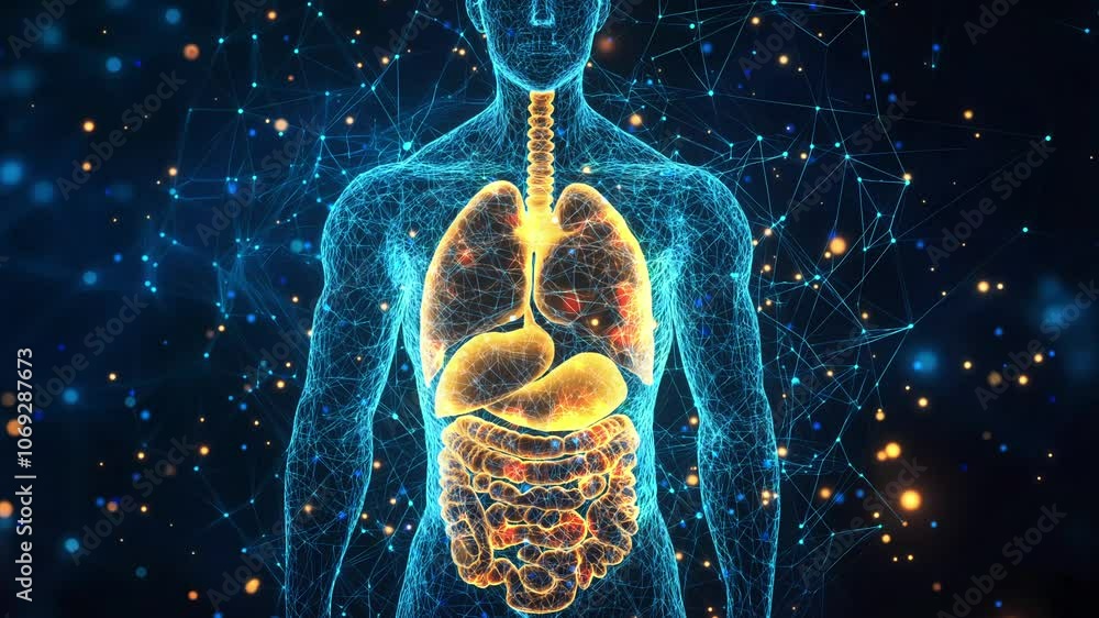 human anatomy illustration with internal organ on futuristic medical ...