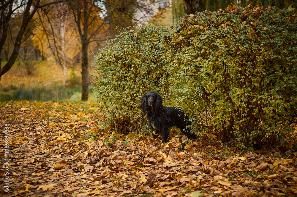 Spaniel black dog with long curly ears, standing among autumn leaves ...