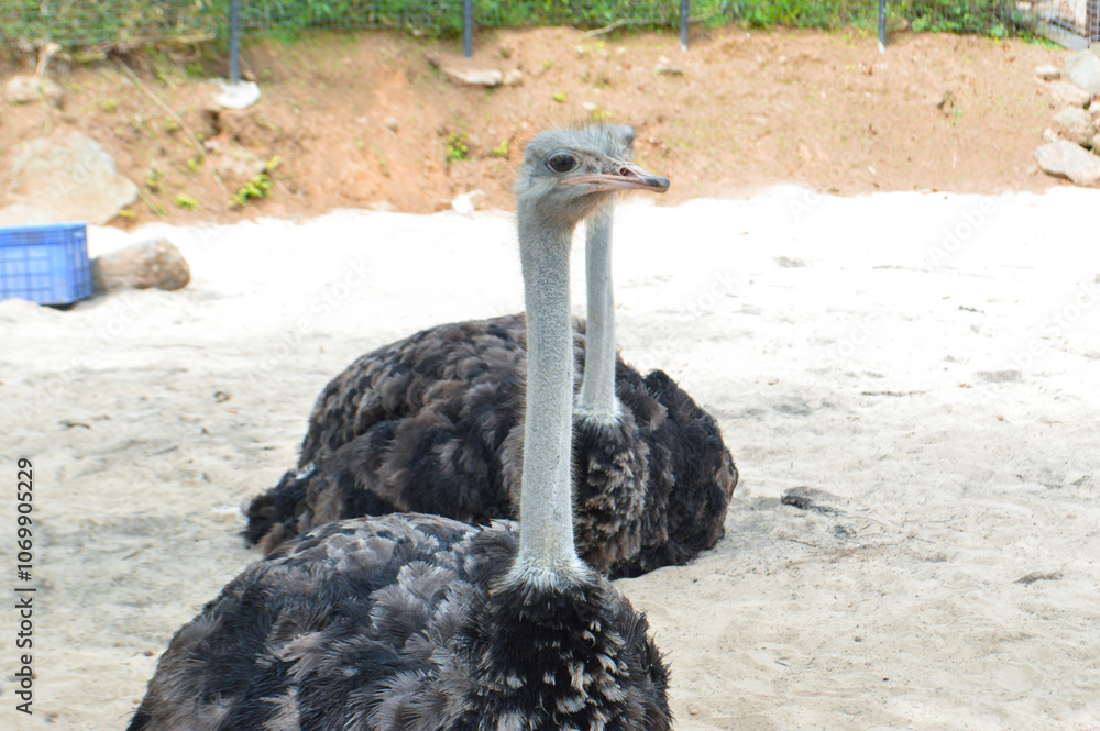 Two ostriches are sitting on sand in an outdoor enclosure. The background includes a fence ...