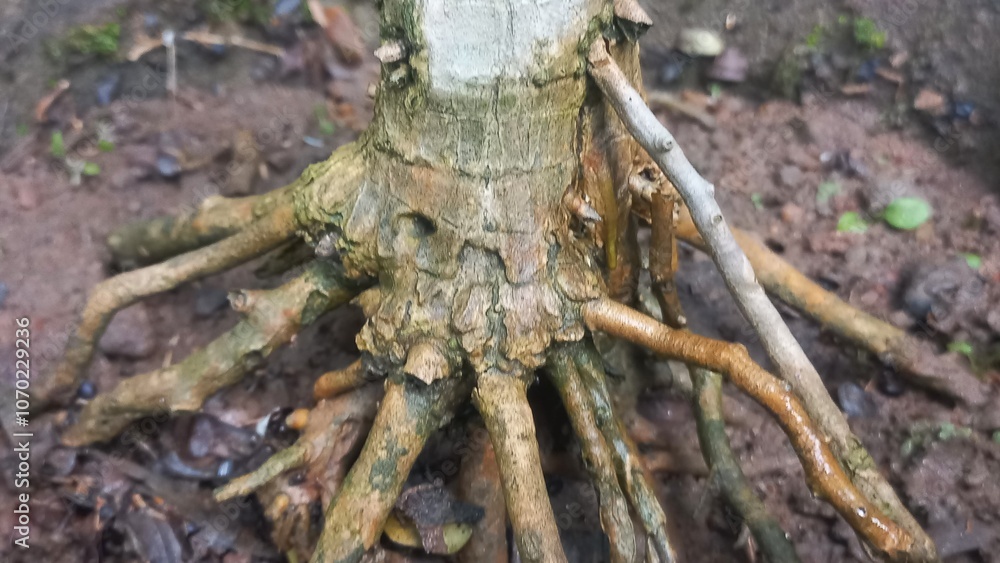 Densely packed and tangled root system of a plant.Potted Plant Roots of ...