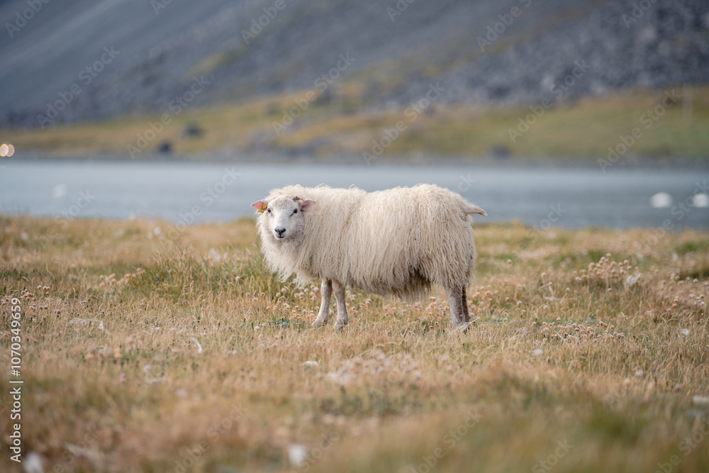 Beautiful Icelandic landscape with typical Icelandic sheep near ...