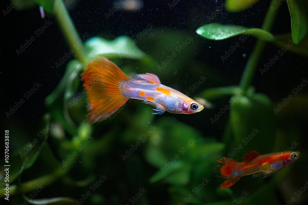Photo & Art Print Guppies (two-part nomenclature: Poecilia reticulata ...