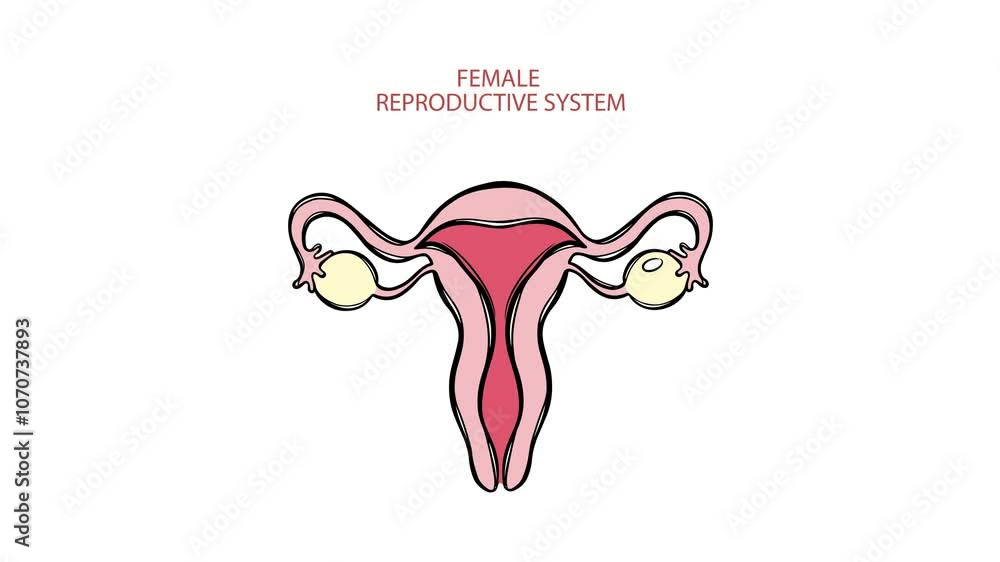 FEMALE REPRODUCTIVE SYSTEM SCHEME For Medical Education The Structure ...