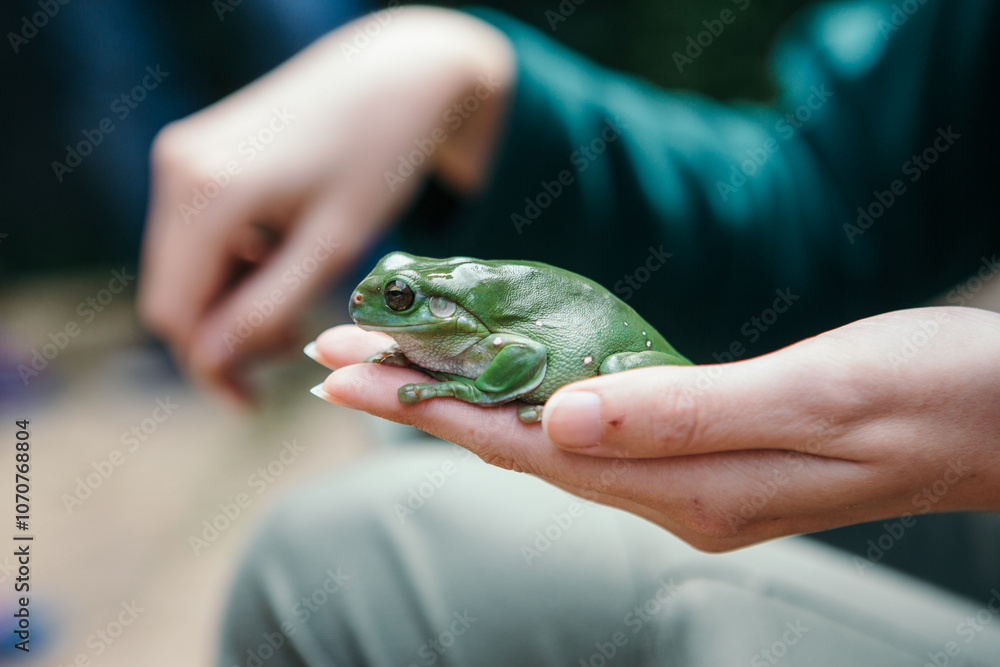 The Green Tree Frog (Litoria caerulea) is one of the largest frogs ...