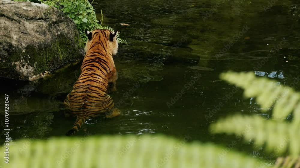 Tiger longshot walking in green river among trees. Tiger cooling ...