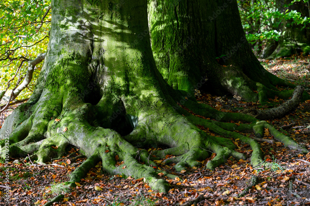 Two old and thick oak trees with very large roots covered in moss Stock ...