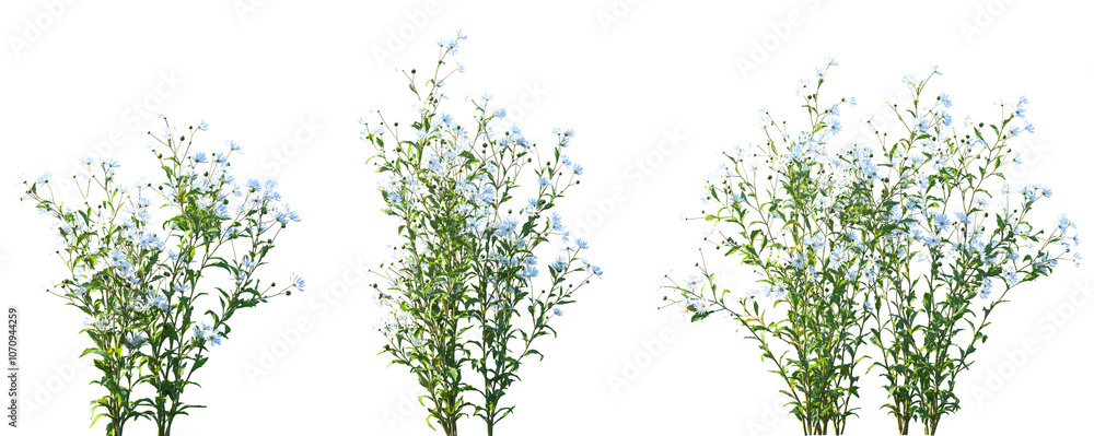 ภาพประกอบสต็อก Set of Kalimeris indica (also known as Indian aster or ...