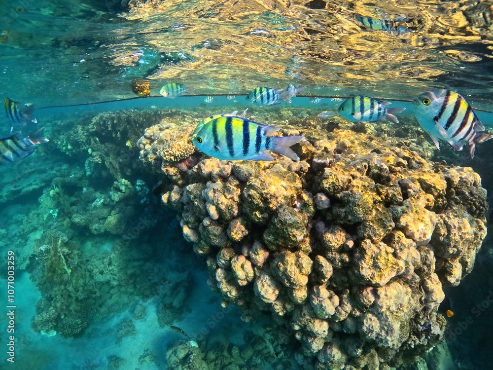 Colorful tropical fish (Sergeant Major) swimming in the shallow water ...
