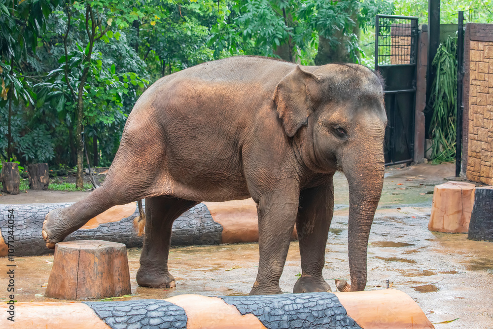 Photo & Art Print The Sumatran elephant (Elephas maximus sumatranus) is ...