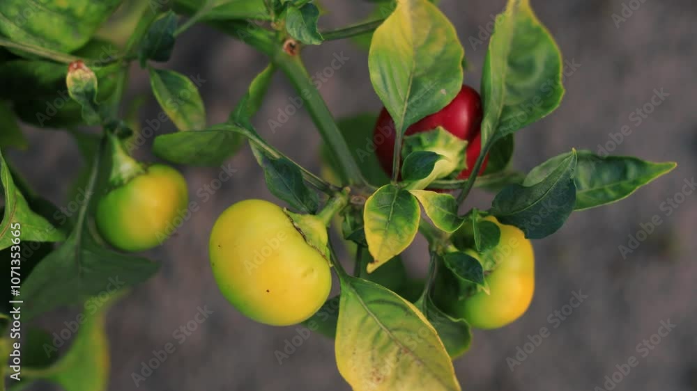 Witness the lush growth of bell peppers in a colorful garden as they ...