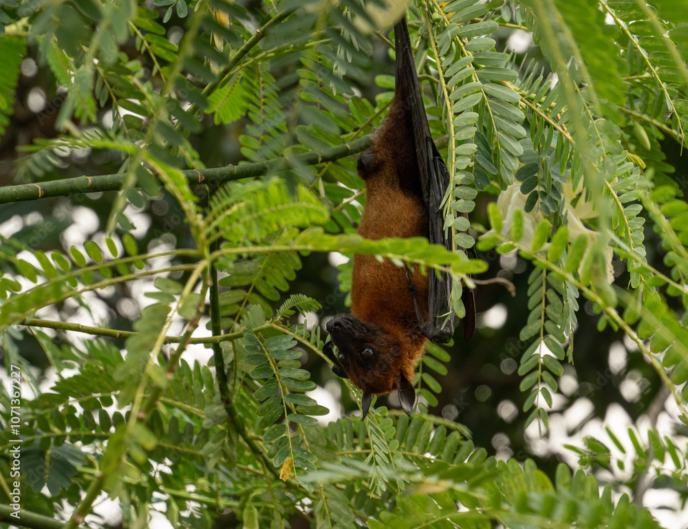Photo & Art Print A Picture of The Indian flying fox (Pteropus medius ...