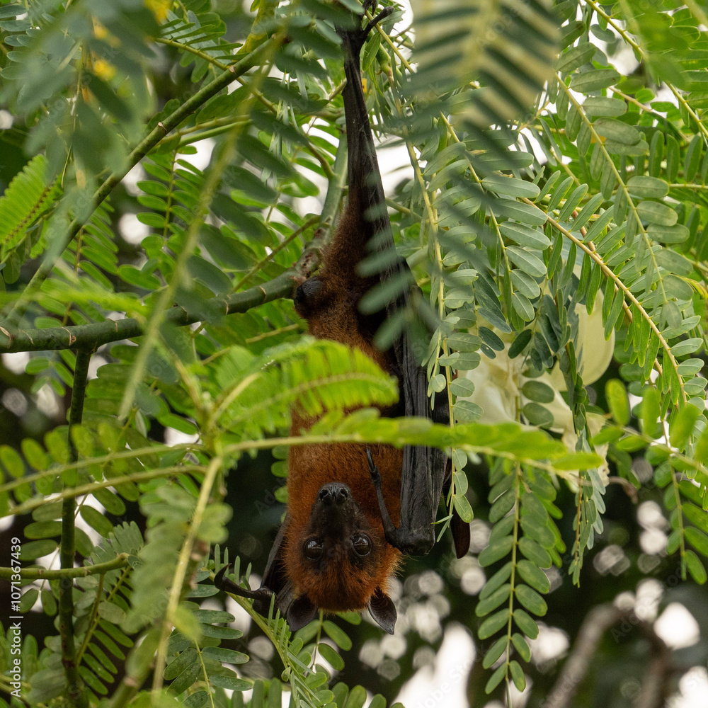 A Picture of The Indian flying fox (Pteropus medius, formerly Pteropus ...