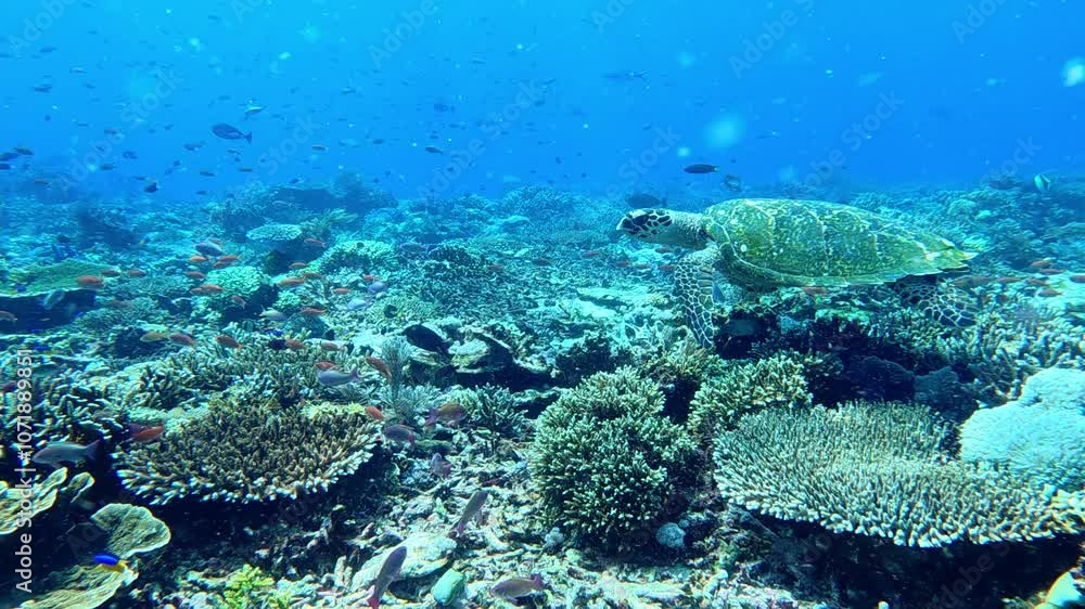 Komodo, Indonesia: Underwater footage of a sea turlte swimming in slow ...