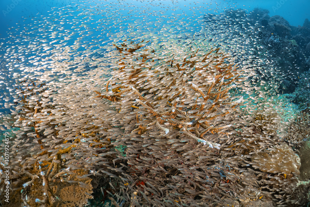 Real coral reef underwater photography marine biology ecosytem with ...