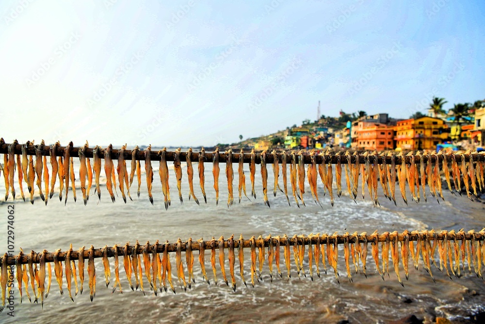Bombil fish drying, Uttan Beach, Bhayander, Thane, Bombay, Mumbai ...
