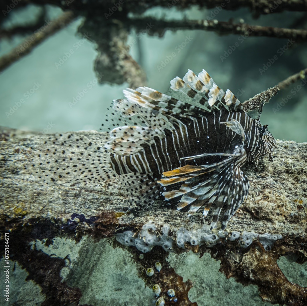 Black lion fish @ Mabul Island, Malaysia: Encounter the striking black ...
