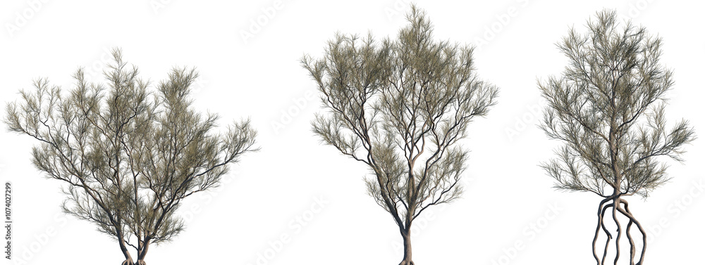 Set of Haloxylon ammodendron (the saxaul, black saxaul) frontal ...