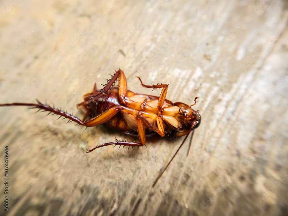 Poster Selective focus of a dead house cockroach in a supine position ...