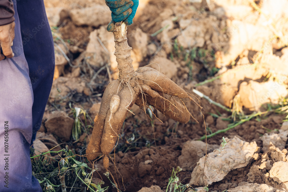 Cassava in hand, tapioca in farmer hand in harvest season. Agriculture ...