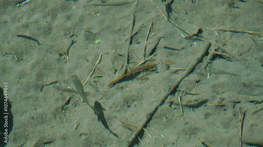 Tor douronensis fish in shallow rivers with clear, calm flowing water ...