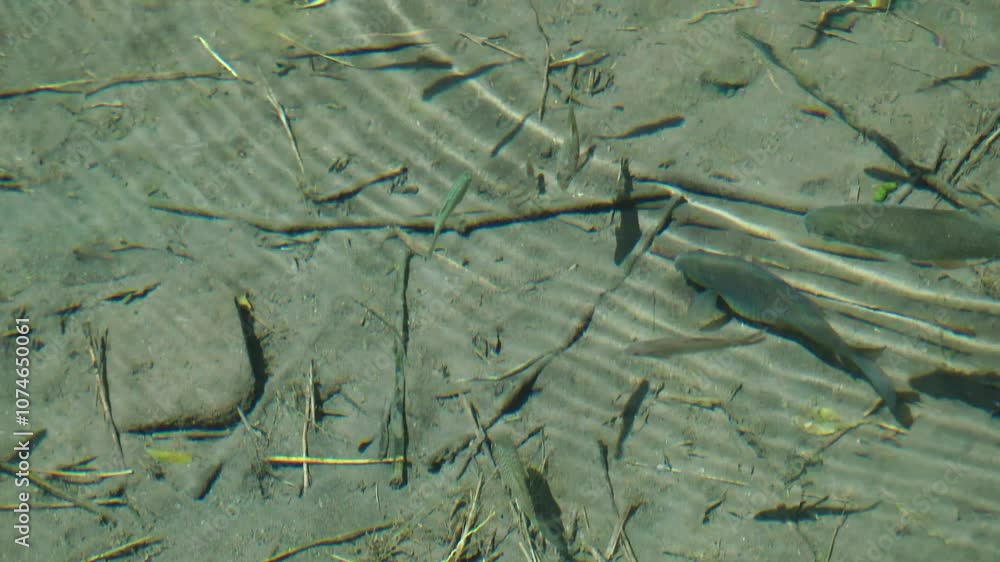 freshwater fish of the species Tor douronensis and Barbonymus ...