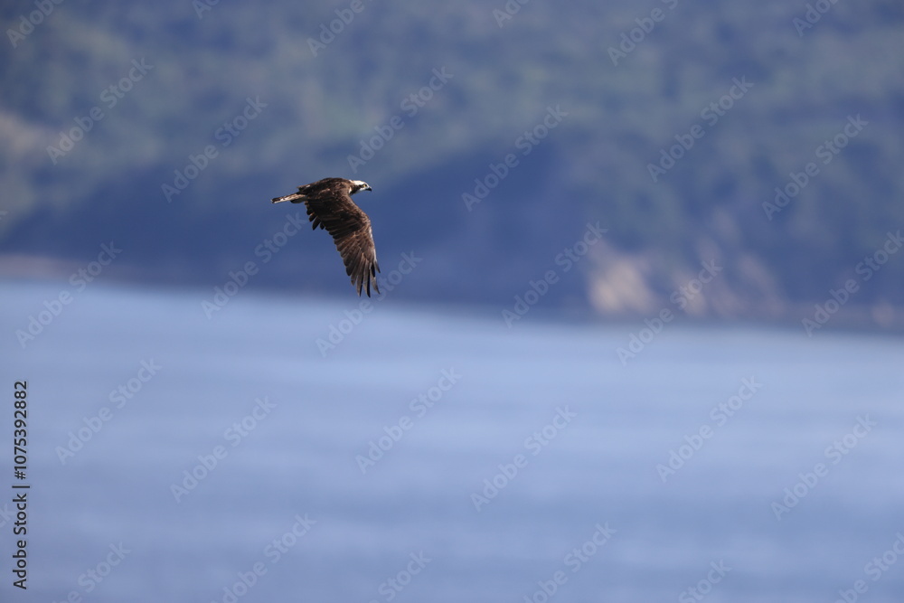 The osprey (Pandion haliaetus), historically known as sea hawk, river ...