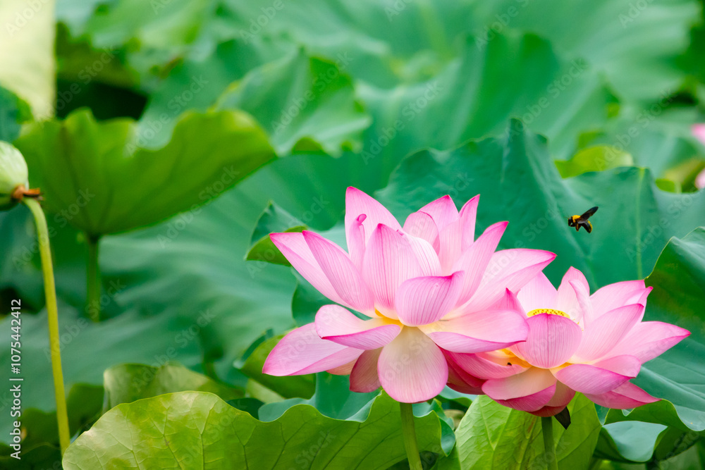 Beautiful Indian lotus flower. The petals looking really pretty with ...